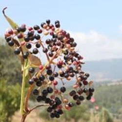 Or gani farm חוות אור גני - עין זיתים - חווה אורגנית | איזי