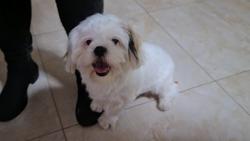 מוריה - שדרות משה דיין 145, ירושלים - מספרת כלבים | איזי