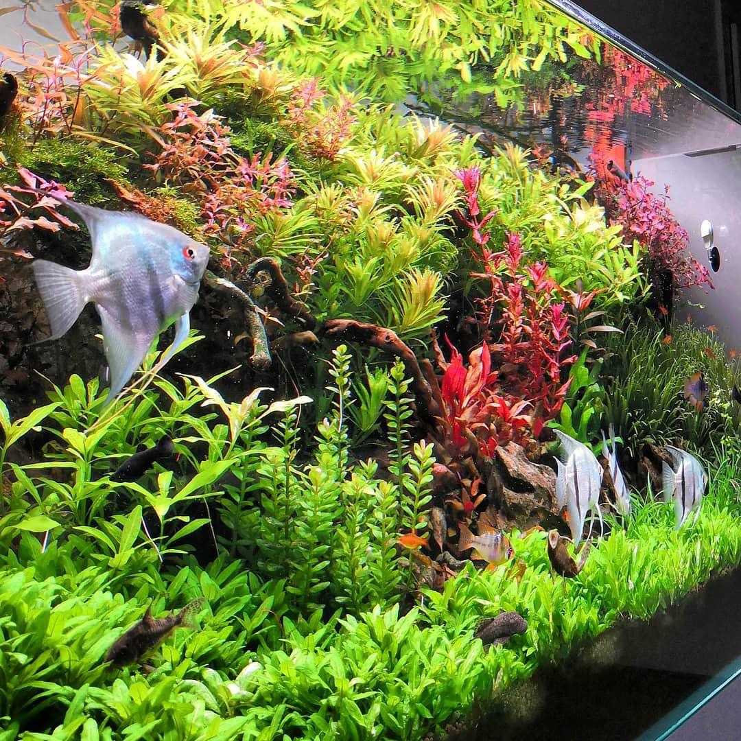 חוות אגמים - מקלף 2, חיפה - חנות אקווריומים ודגי נוי - איזי